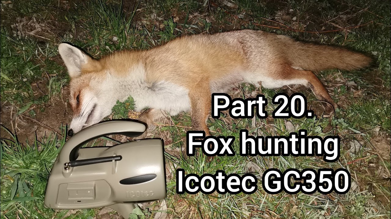 Part 20. Róka vadászat, hívóval. Fox hunting IcoTec 350 - YouTube