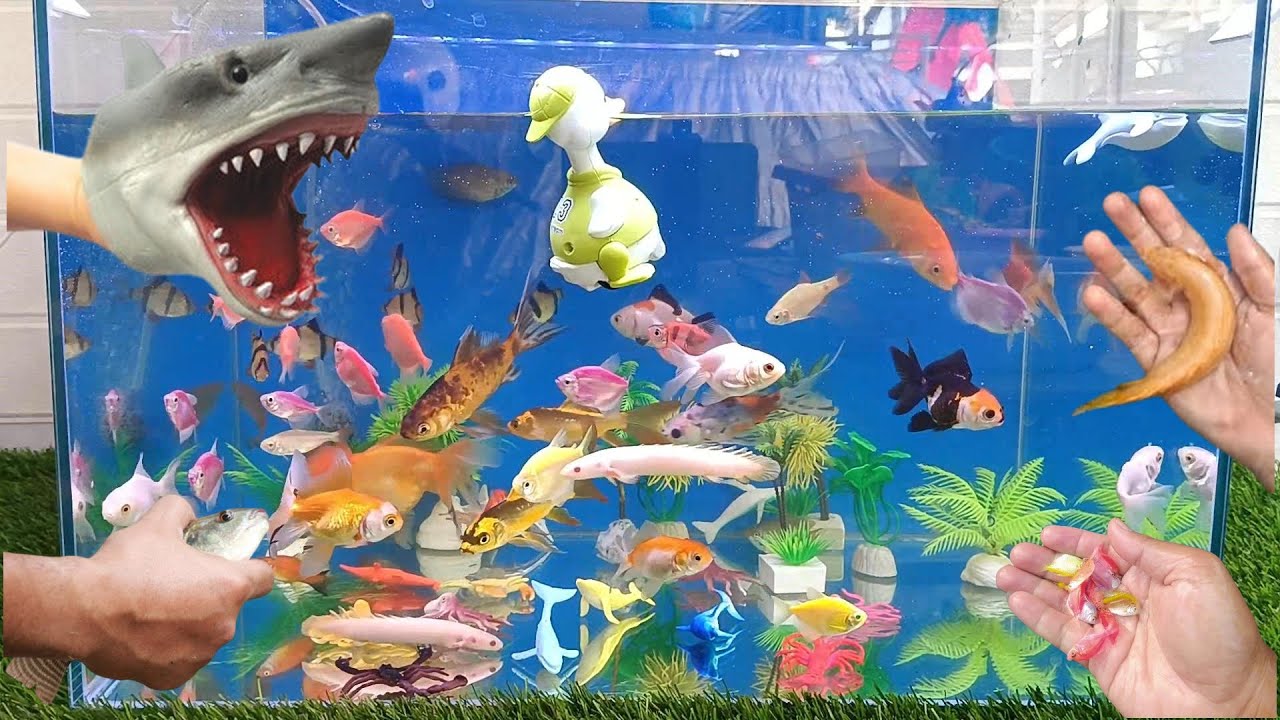 Collection of Cute Animals,cute dragon fish,sumatra fish,goldfish ...