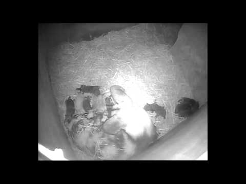 Amazing CCTV Footage of Cute African Painted Dog Pups Birth