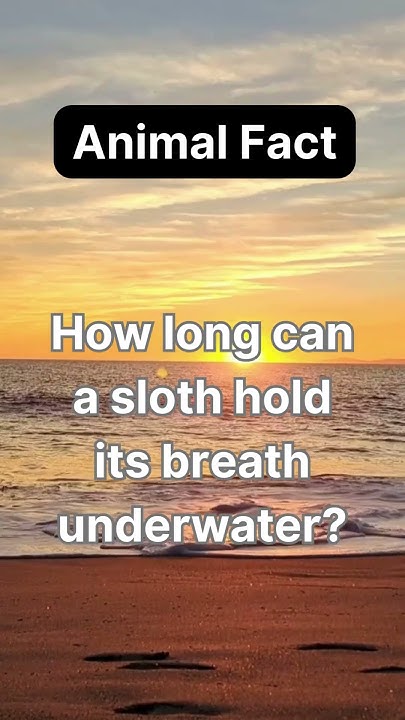 Sloths Underwater: How Long Can They Hold Their Breath? - YouTube