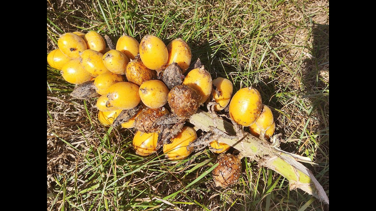 BANANINHA do MATO; ou: Gravatá, Caraguatá, Croatá. A planta ...