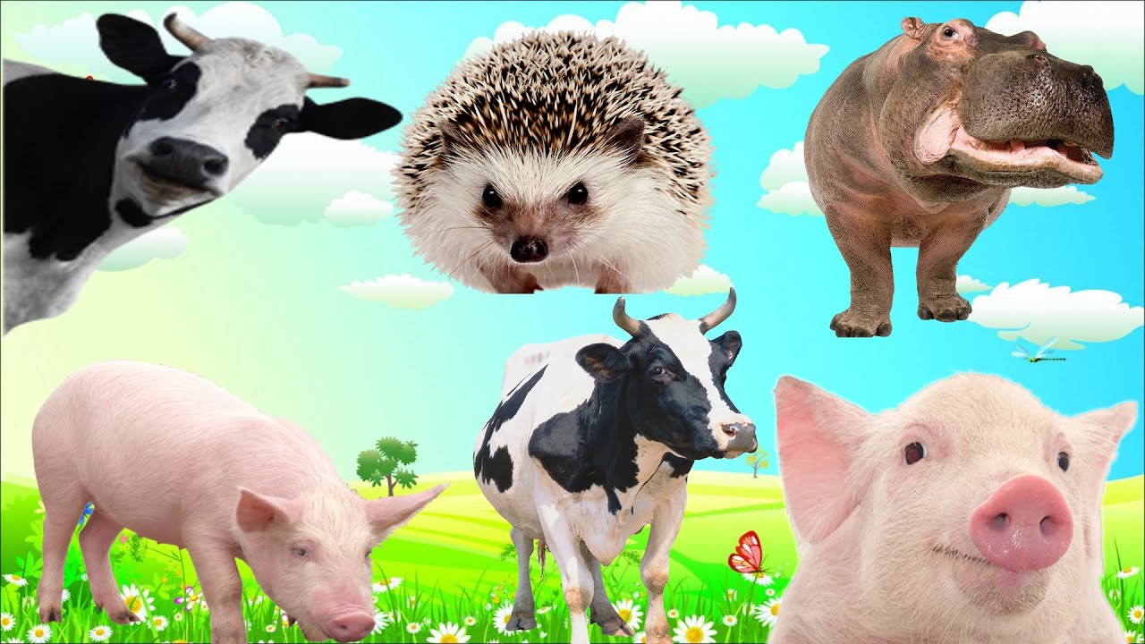 Elephant, Rooster, Cow, Horse, Dog, Hen, Duck - YouTube