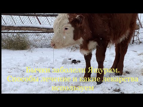 Откорм бычков. Болезнь Ящур. Рассказываю как лечу бычков и какие лекарства применяю