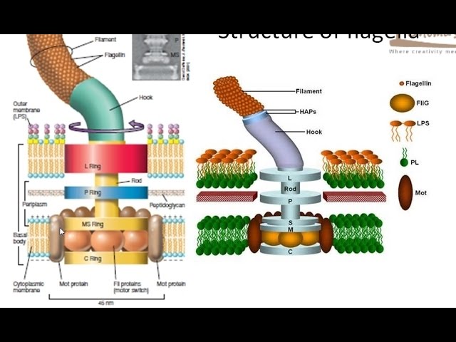 Diagram Of Bacterial Flagella The Role Of The Bacterial Flagellum In