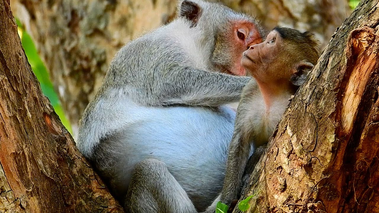 Jane Try Her Best stopping Giving Jazzy Milk - YouTube