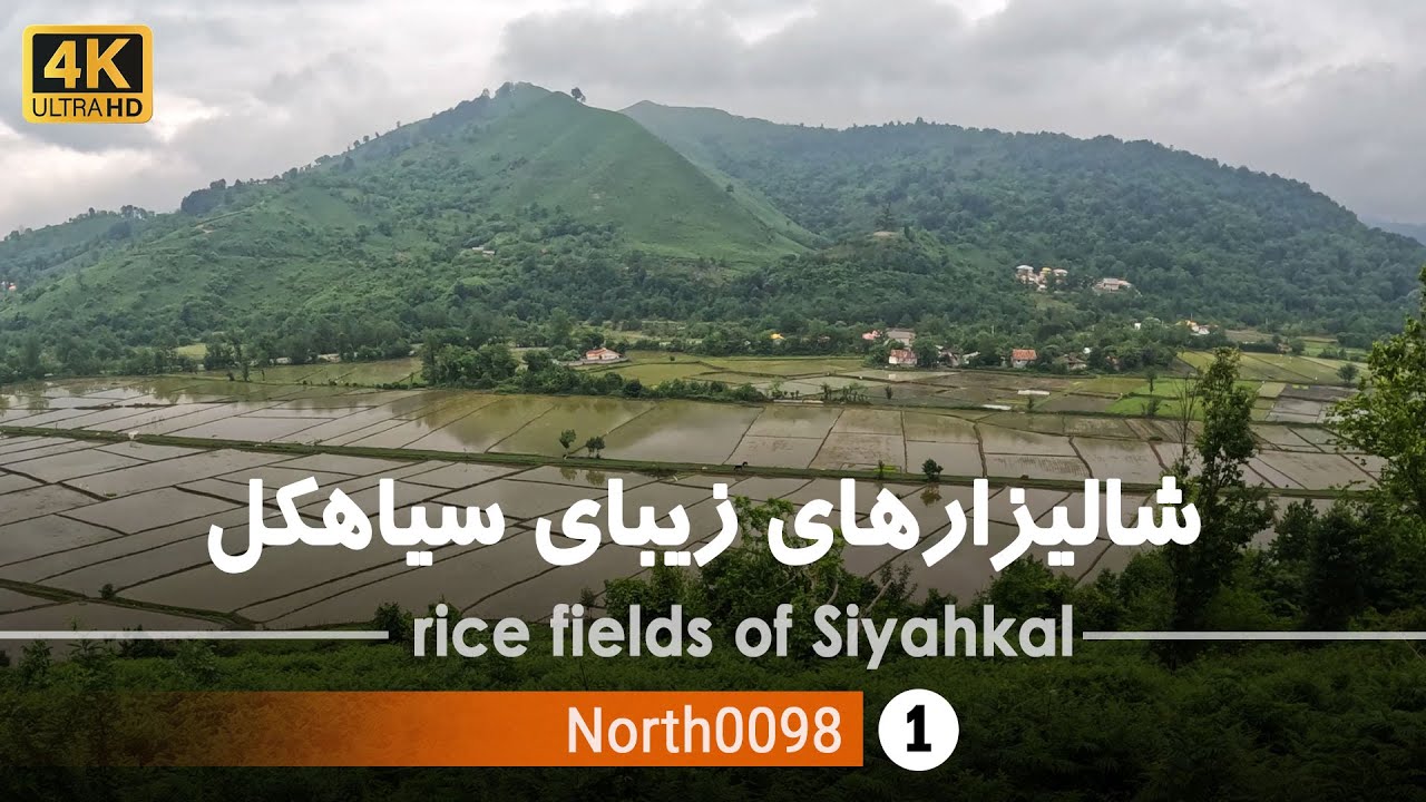 شالیزارهای زیبای سیاهکل (روستای لیش مهربن) گیلان[4k] - Beautiful rice ...