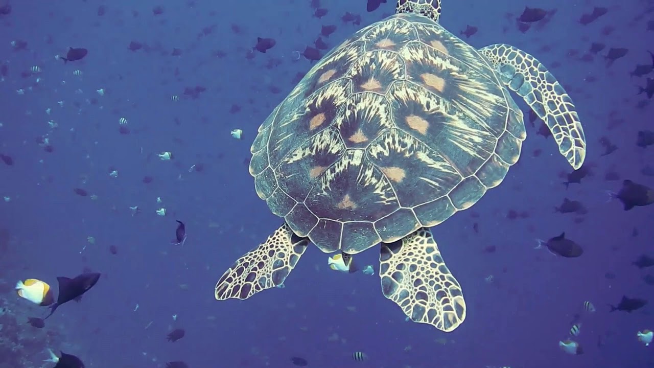 Best Ocean Life 2020: Amazing Underwater Marine Life Documentary 2020 ...