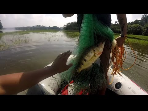 Pesca con atarraya! mojarras tilapias, tenguayacas y más ! - YouTube