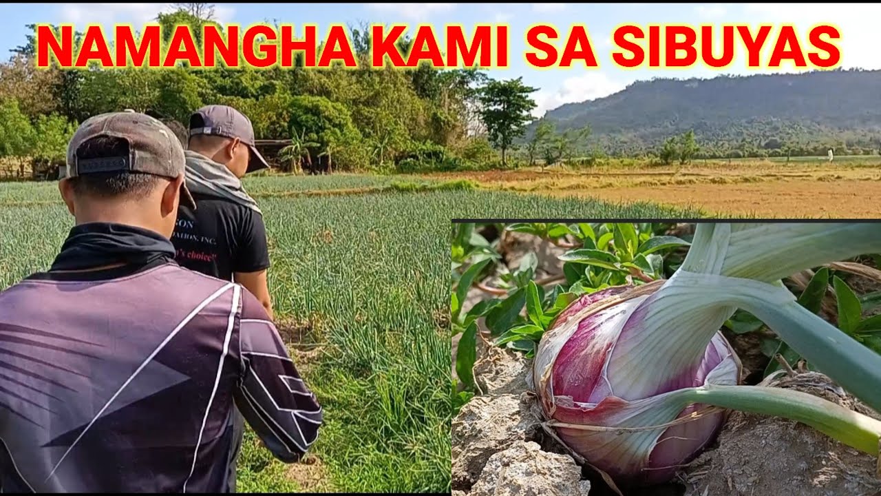 PART-2 UPDATE SA SIBUYAS NI POY BAGO ANIHIN | NAGULAT KAMI! | ONION ...