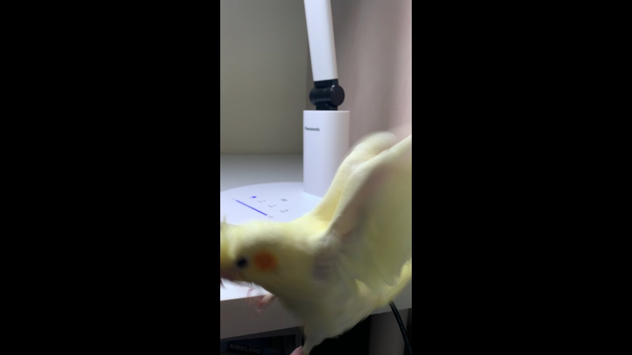 Baby Birb Accidentally Falling off Table - YouTube