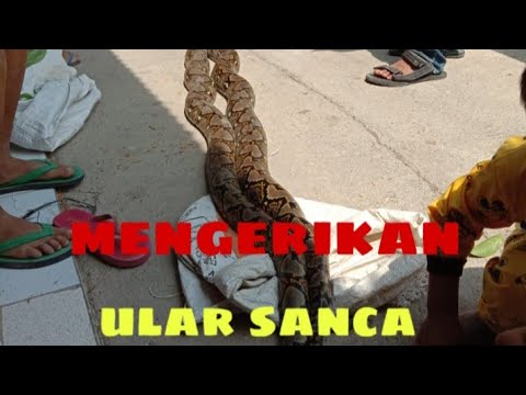 Asli serem 😲Nangkap Ular sanca guedee banget mengerikan 😲😬