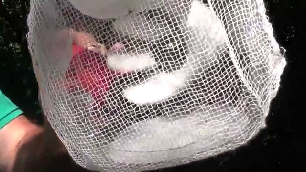 Proof My Mosquito Gun Catches Mosquitoes - YouTube