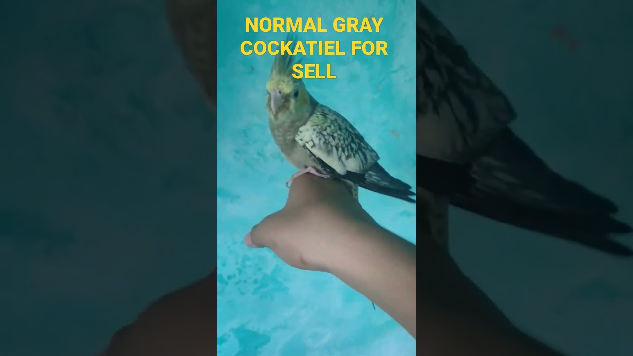 Normal Grey Cockatiel For Sell 8446580961cokatiel Youtube