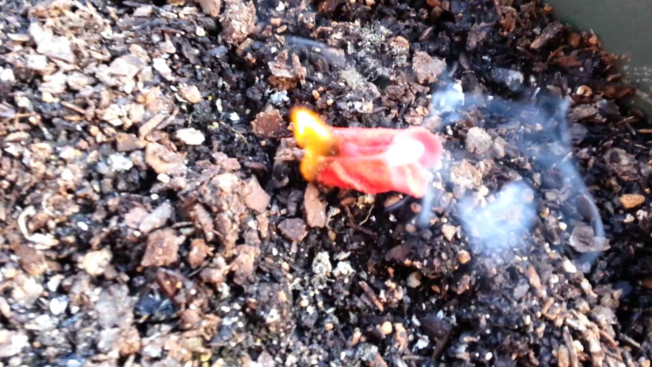 Takis (FIRE) Fuego Experiment with my son! Hot Chili Pepper & Lime ...