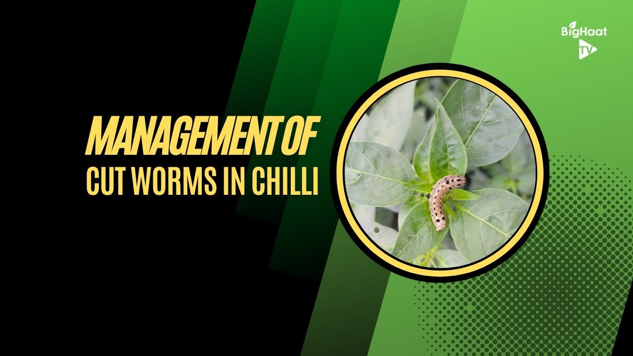 How To Manage or Get Rid of Cut worms in Chilli Plants - YouTube