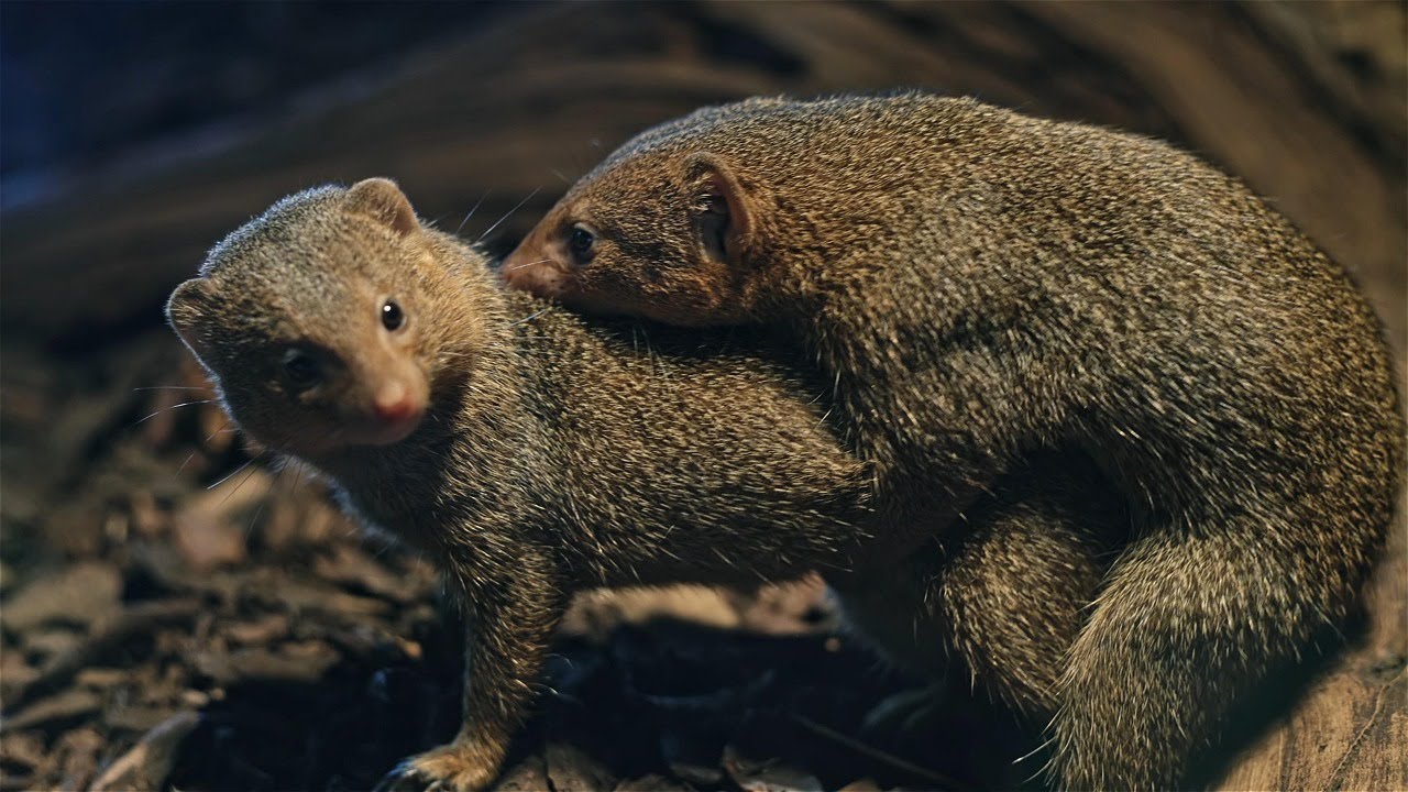 Love & Leaps: The Romantic Dance of Mongoose Mating! - YouTube