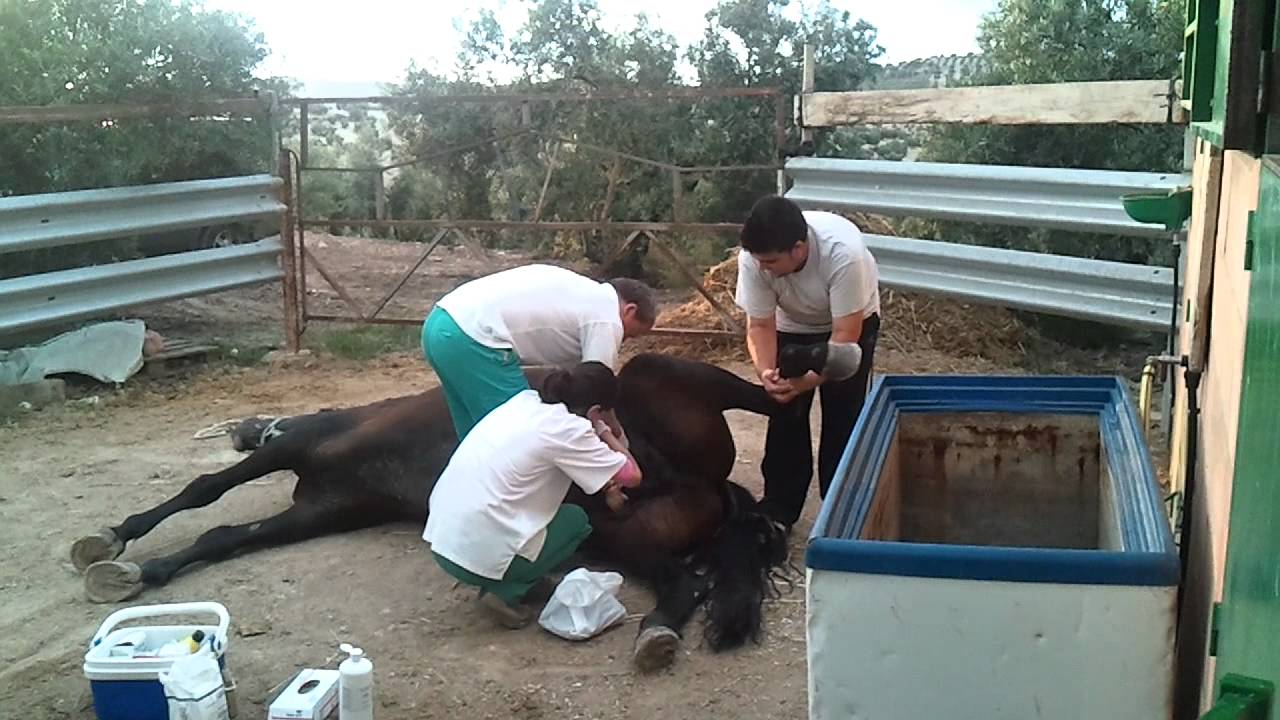 CAPANDO CABALLO DEL LOREN!! DE BENAMEJI. - YouTube