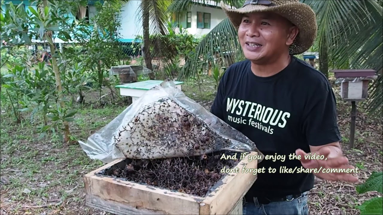 Taman Kelulut Permata Pugu Stingless Bee Farm Sarawak Malaysia Borneo ...