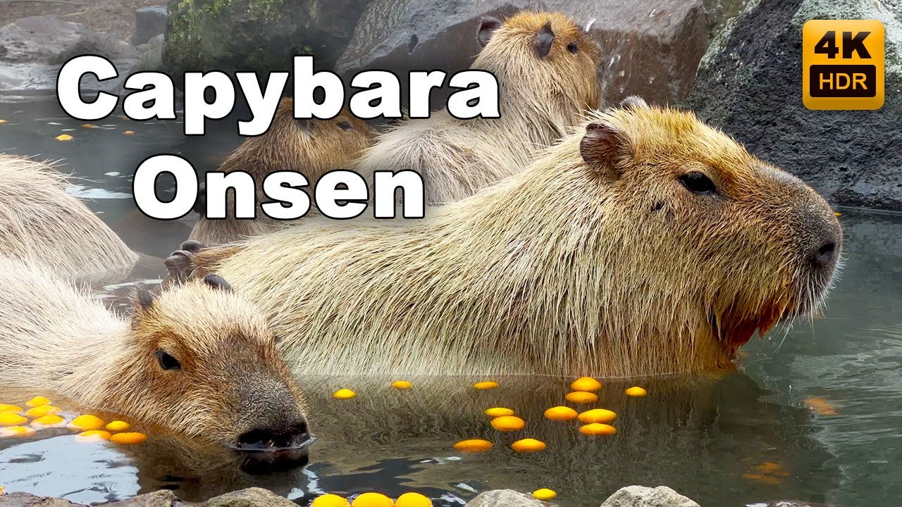 Capybara Onsen in Japan 2024 [4K HDR] - YouTube