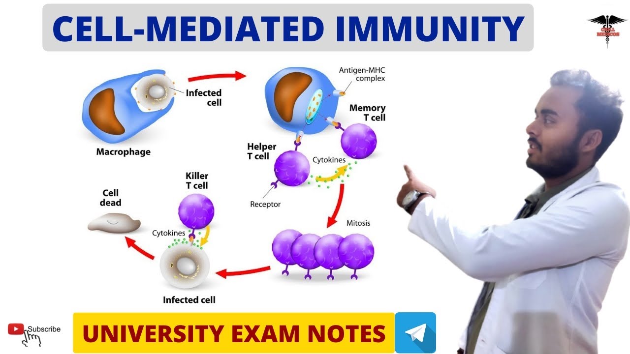 Cell Mediated Immunity || Blood Physiology |MBBS , BDS , BMLT , DMLT ...