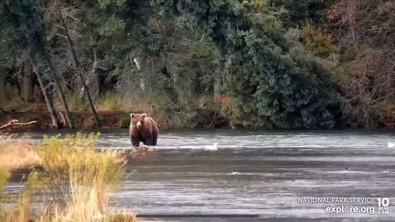 [9/29/2022] 164 Bucky "Walking in search of his fish" (Brooks Falls ...