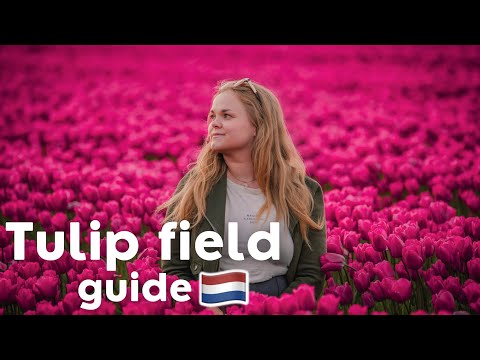 Where To See Tulips In Netherlands Map