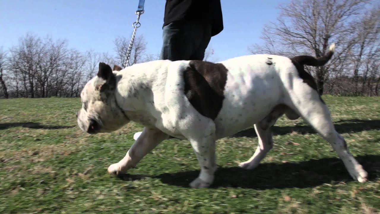 AMERICAN BULLY - KING GOLIATH - YouTube