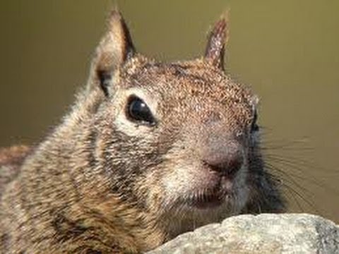 Blasting Sabertooth Ground Squirrels - YouTube