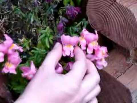 Singing Snapdragon - YouTube