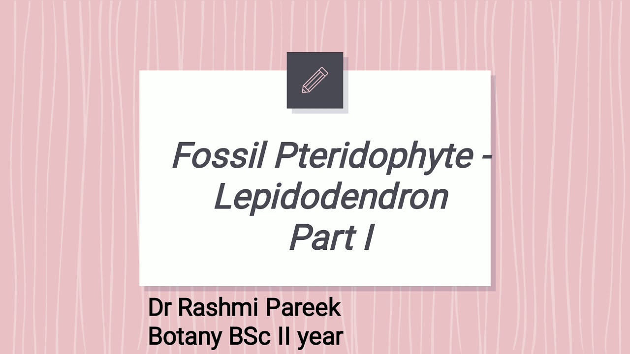 lepidodendron -fossil Pteridophyte part I ,BSc II year - YouTube
