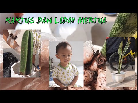 Bercocok Tanam lidah mertua dan kaktus bersama ayah dan mama