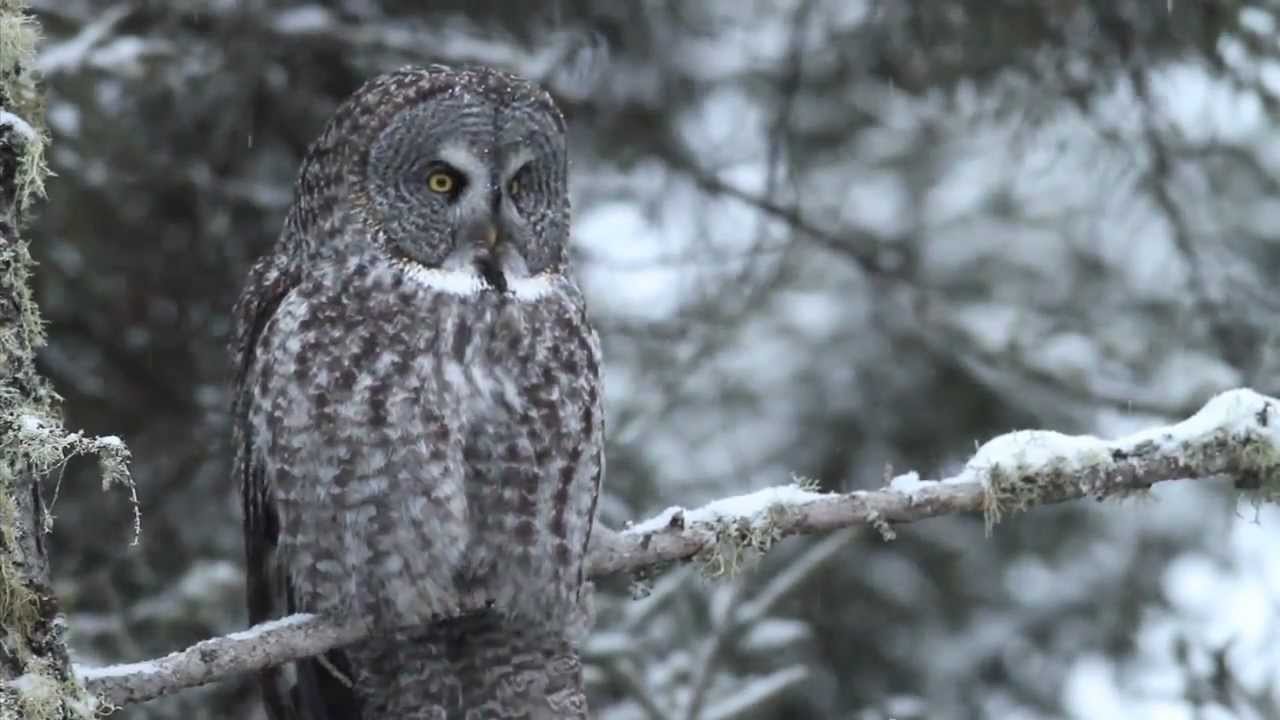 Great Gray Owl in Snow - YouTube
