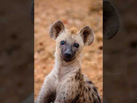 صوت الضبع.    sırtlan sesi.    hyena sound