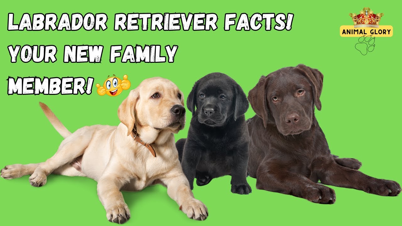 Labrador retriever Facts! Your New Family Member! - YouTube