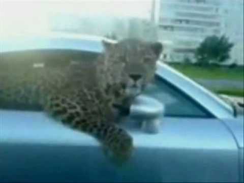 Lol Leopard in CAR! - YouTube