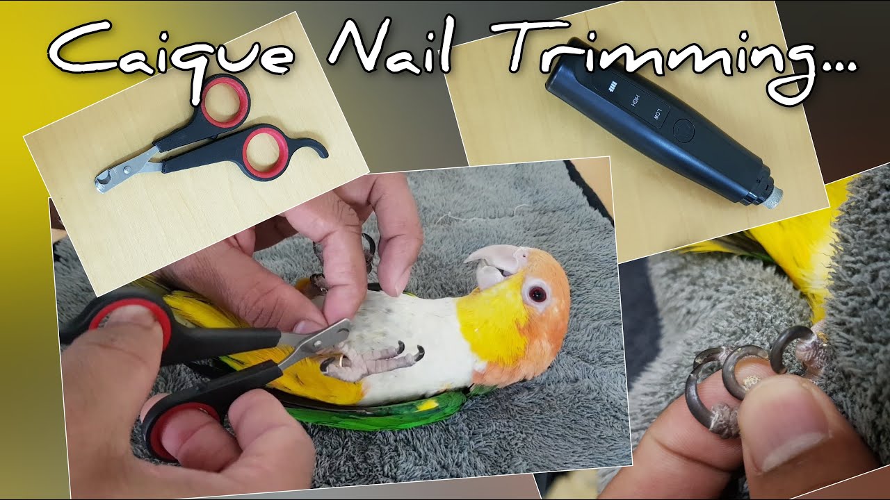 Caique Parrot Acting for the Drama of Nail Trimming | Grooming | Pets ...