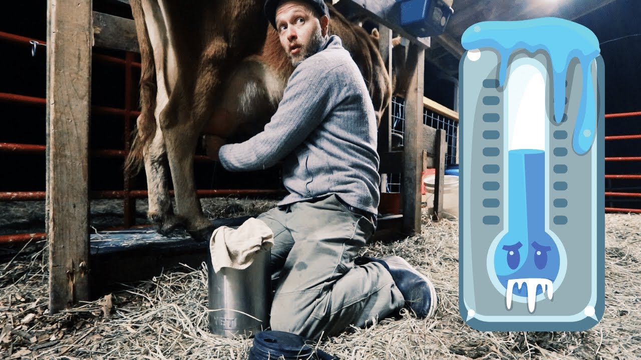 When the Cow Gets Sick and the Water Freezes - YouTube