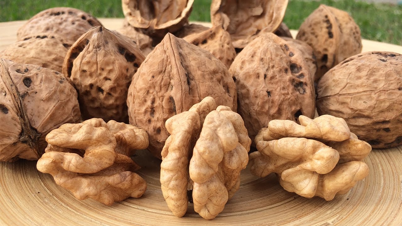 Sve o gajenju ORAHA, sorte za idealan zasad i sušenje plodova - YouTube