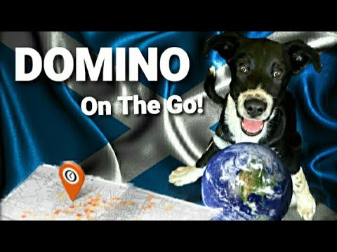 16 week old Springer/Husky First time at the river! #Dominoonthego ...