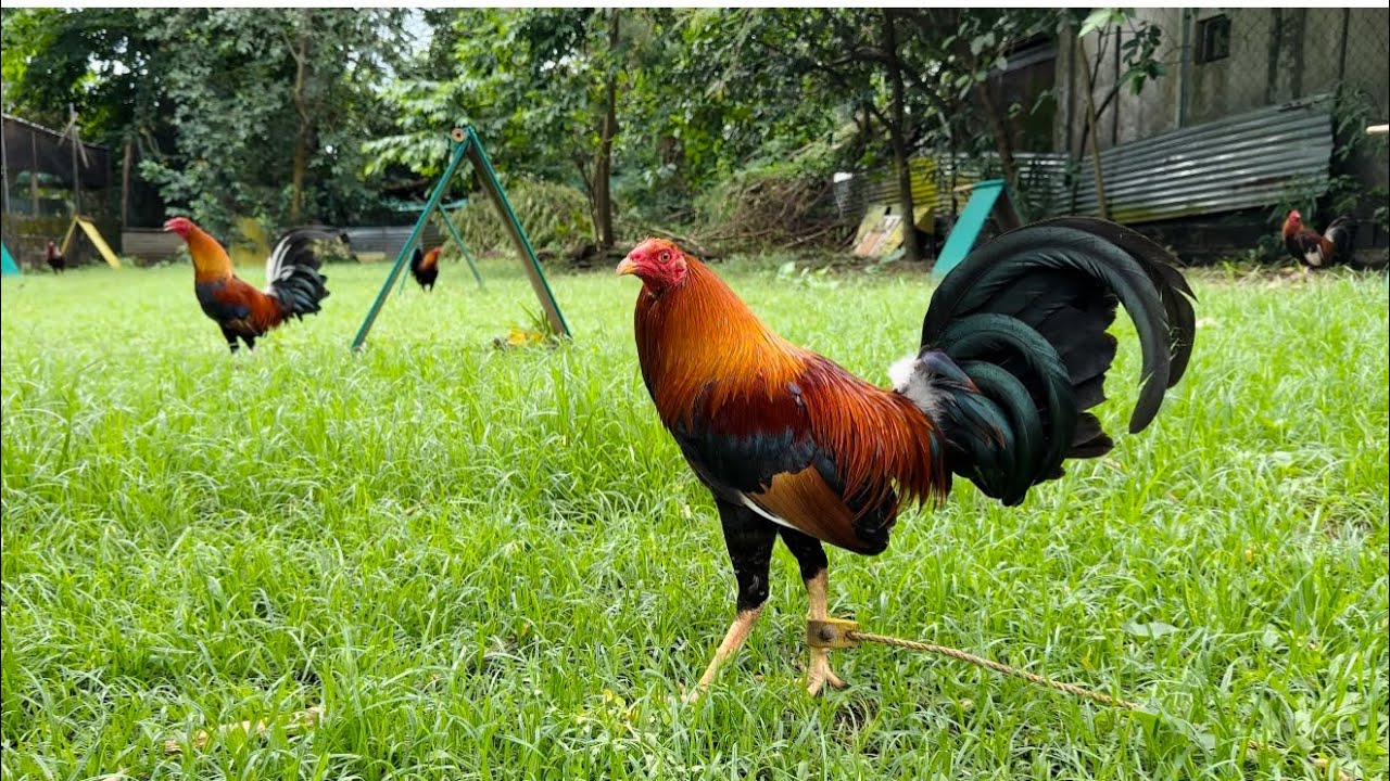 Stag winner @Sta monica , BNTV 4 stag derby - YouTube