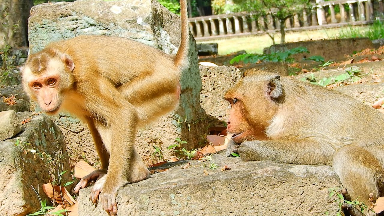 Pig Tail Macaque treatment Method for big injured monkey - YouTube
