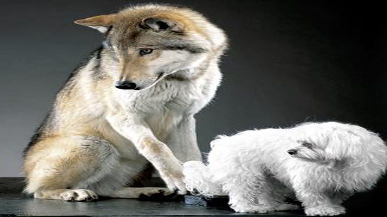 Diferencias entre Perros y Lobos - YouTube