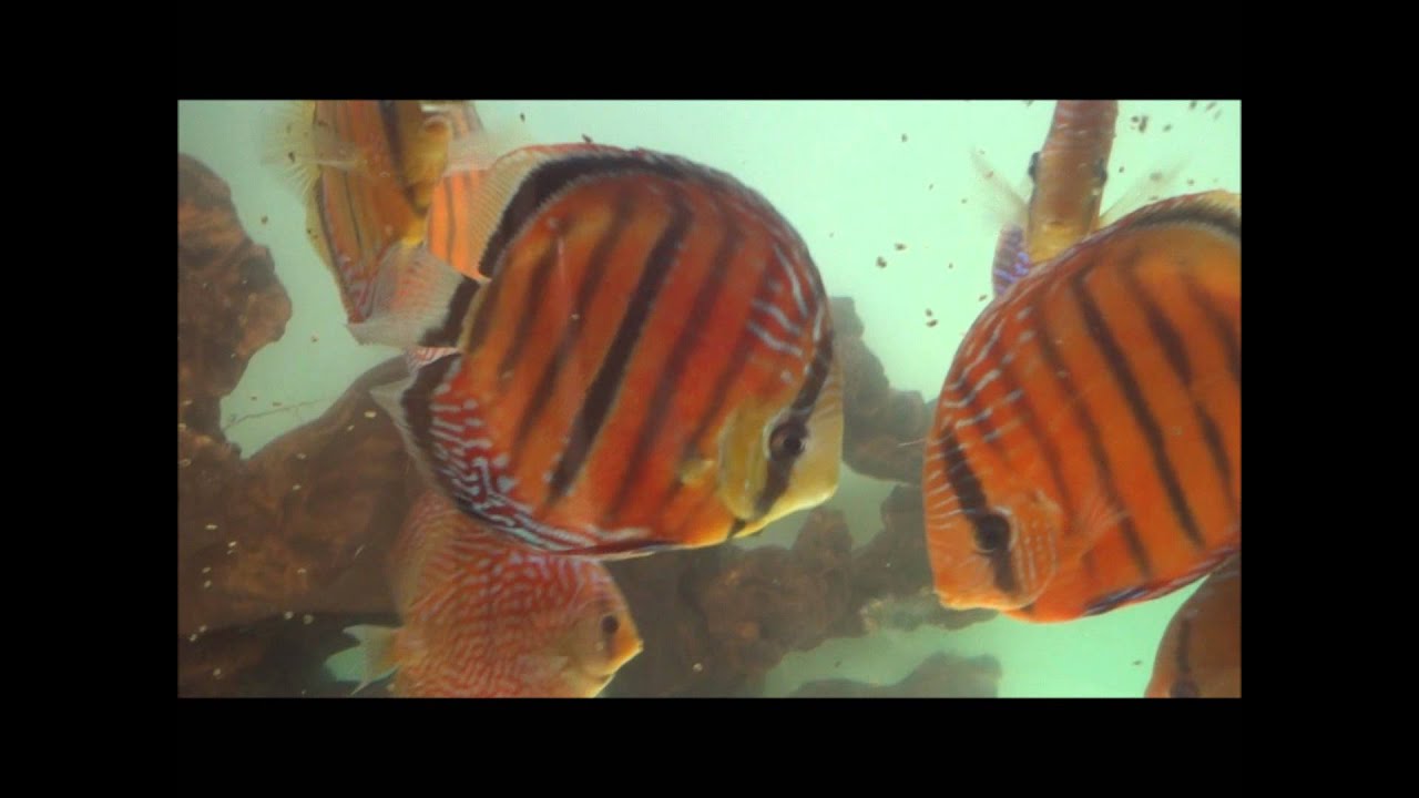 Wild Discus Gran Tropical Santarém Discus - YouTube