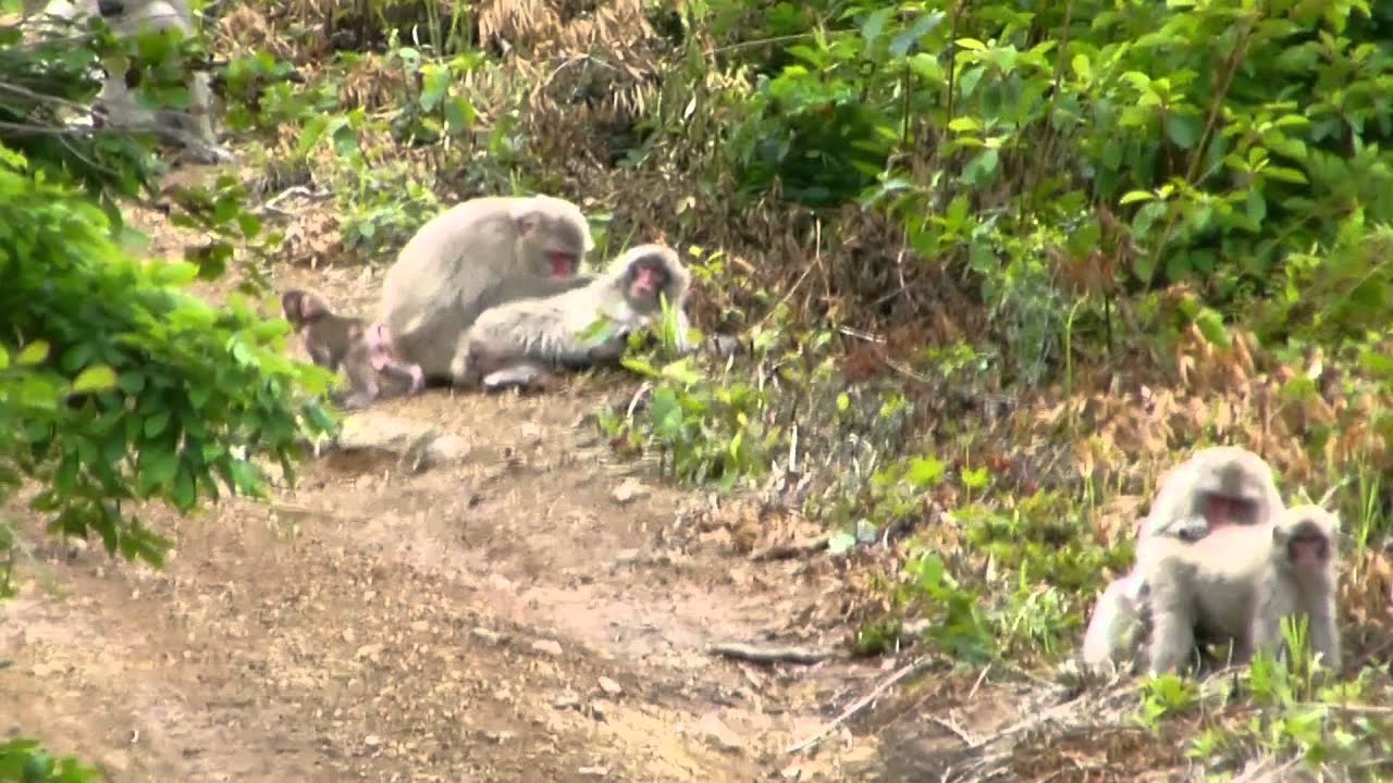 Japanese Macaque Troop on the Move ニホンザルが群れで林道を遊動 - YouTube