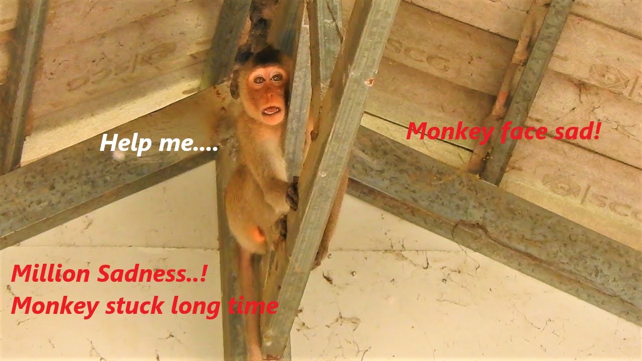Million sadness....The monkey stuck a long time, Monkey trying crying ...