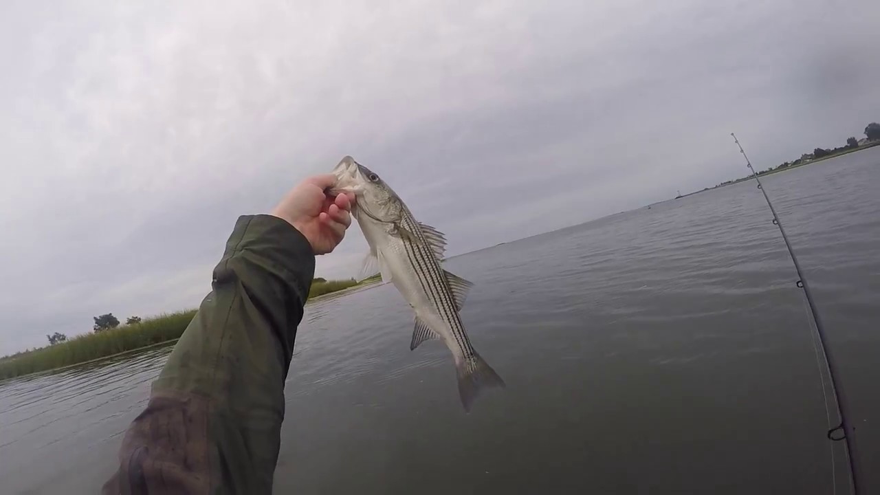 ABSOLUTELY CRUSHING SCHOOLIE STRIPERS!!! - YouTube
