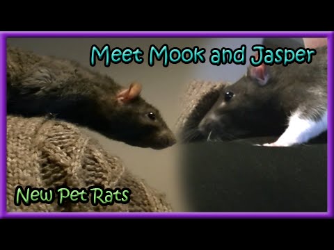 Vlog: Meet Mook and Jasper our new pet rats - YouTube