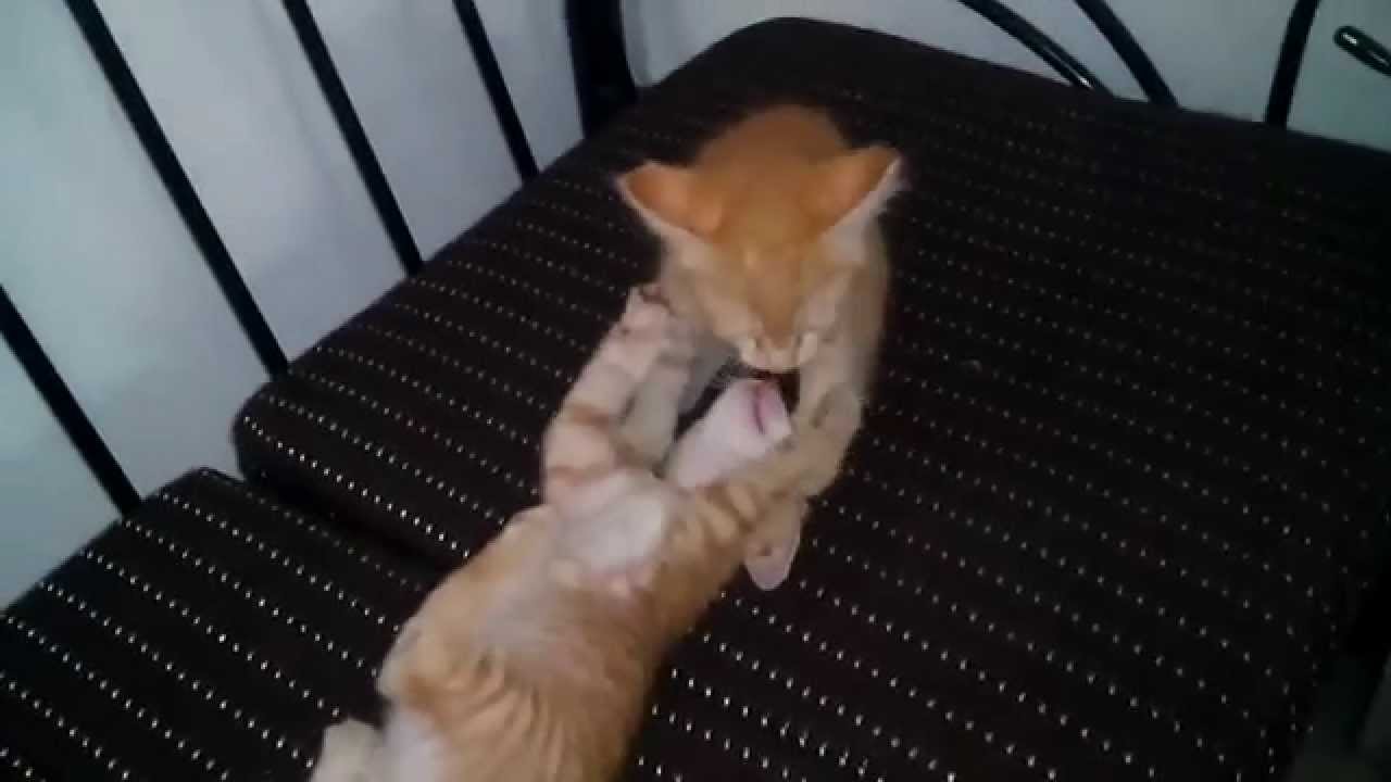 cute cats ..? cute cat fighting . - YouTube