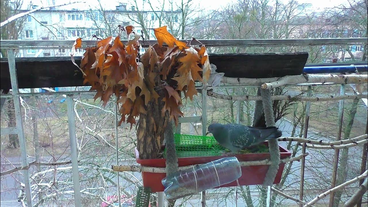 Голуби одолели. Кормушка для синиц. Самая эффективная. - YouTube