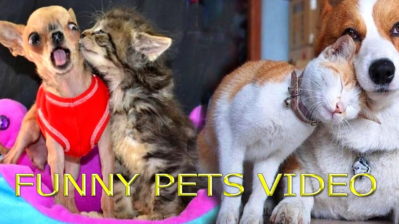 New funny pets video compilation 151 - YouTube